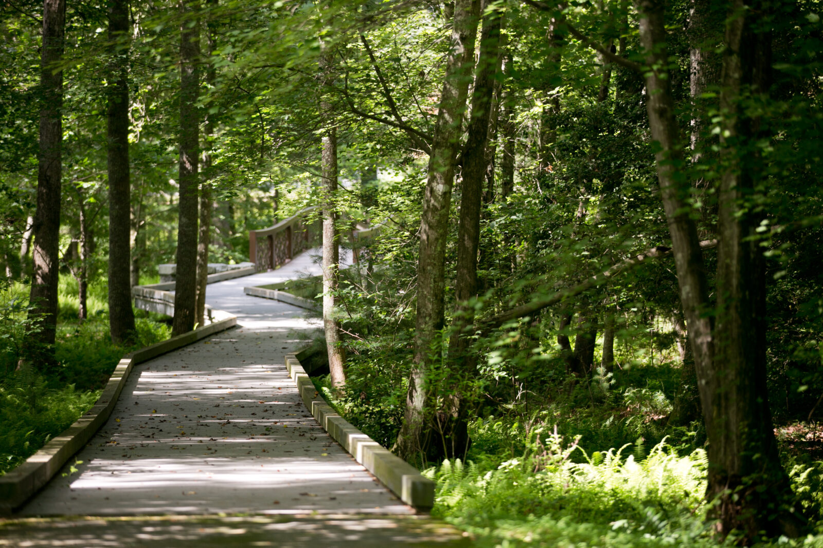 Experience the Natural Luxury of Forest Bathing - The Ramble Biltmore ...