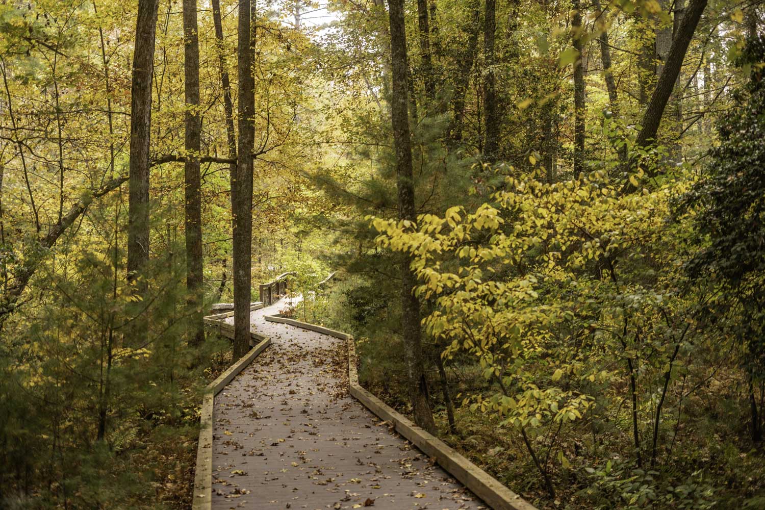 News & Events - The Ramble Biltmore Forest Asheville NC